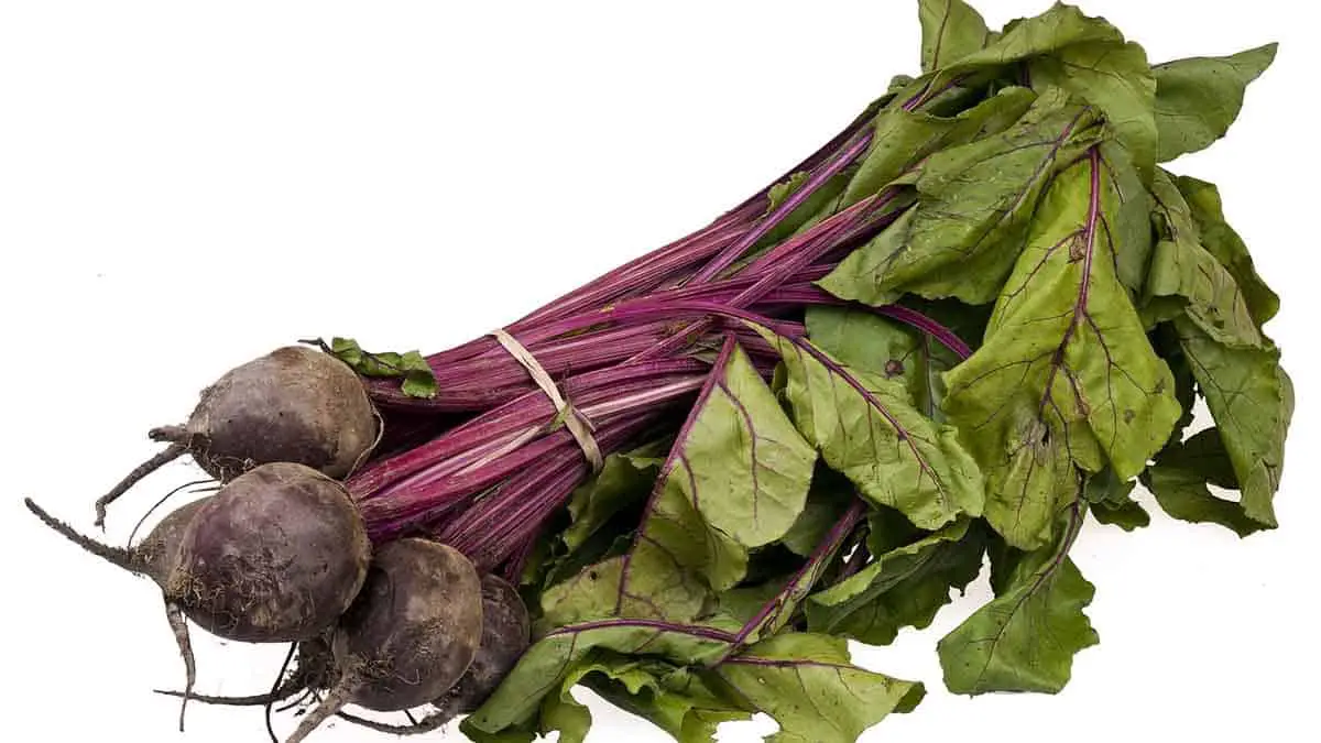 Are Beetroot Leaves Poisonous 