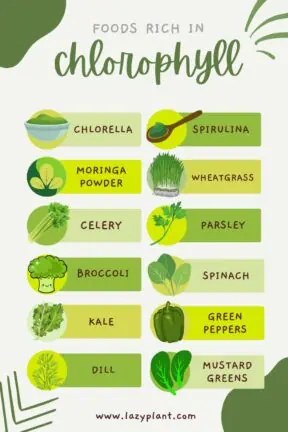 30 Foods High in Chlorophyll - LazyPlant