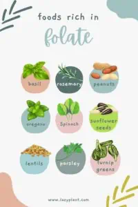 A list of top 50 foods high in folate (folic acid) - LazyPlant