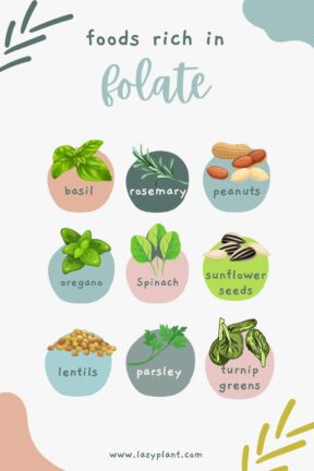 A list of top 50 foods high in folate (folic acid) - LazyPlant