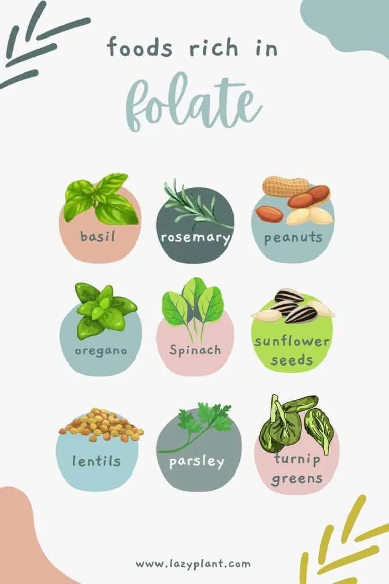 A list of top 50 foods high in folate (folic acid) - LazyPlant