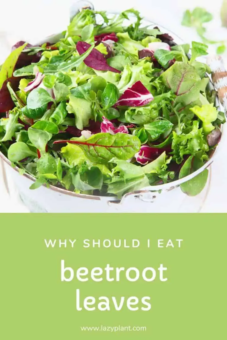 Are beetroot leaves poisonous?