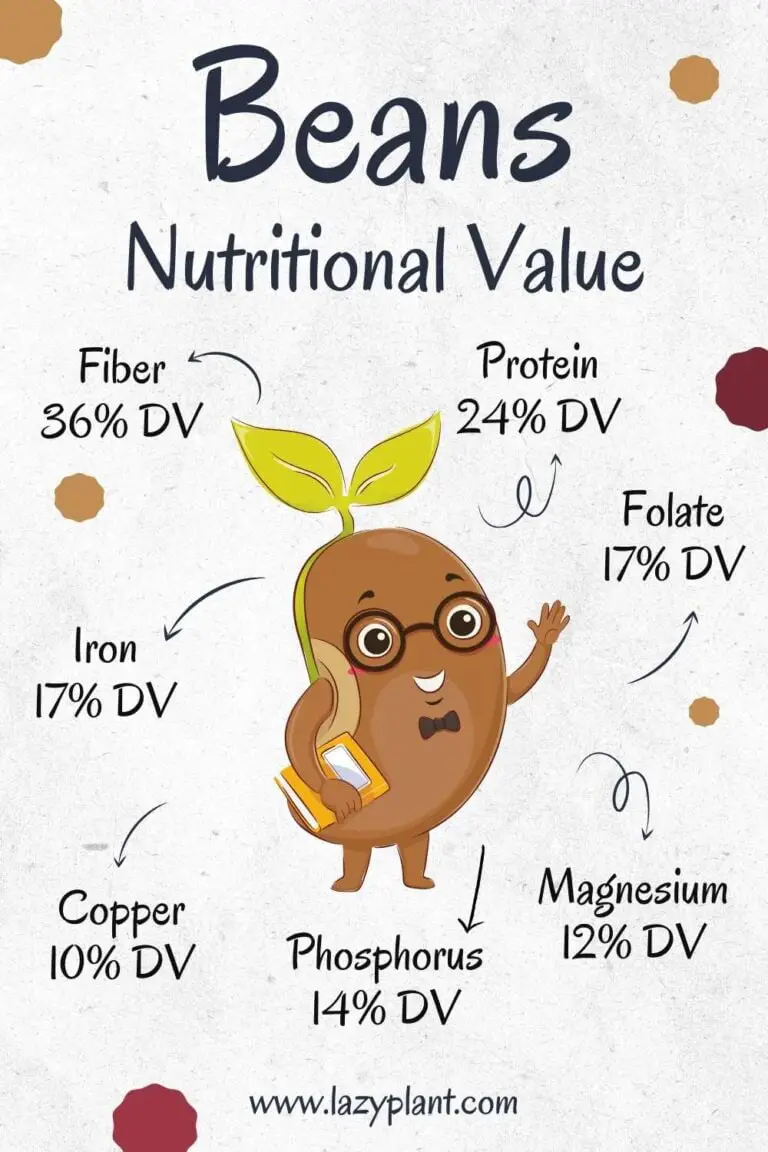 Do beans make you fat? - LazyPlant
