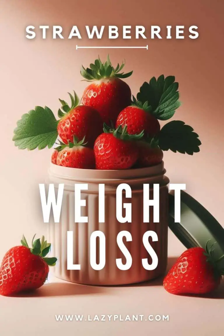 Strawberries: eat them Every Day for Weight Loss! - LazyPlant