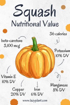 Eat Squash at Dinner for better Sleep - LazyPlant