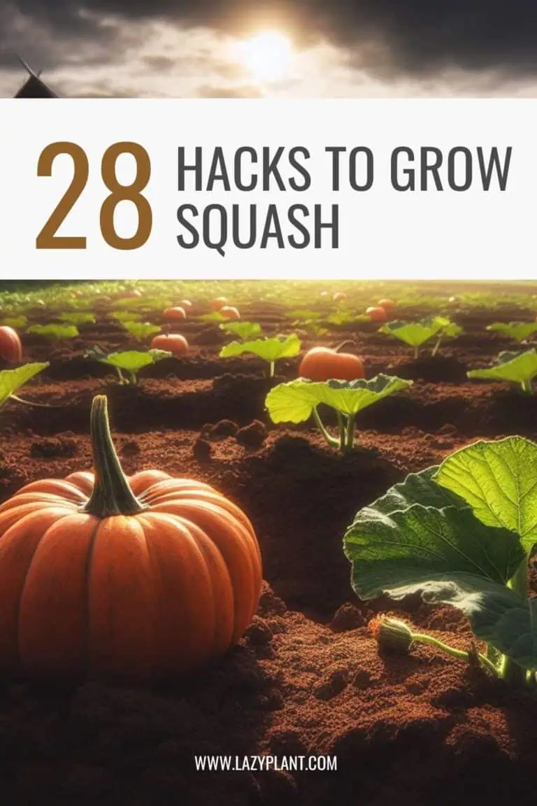Squash: 27+1 Hacks to easily Grow this Survival Food - LazyPlant