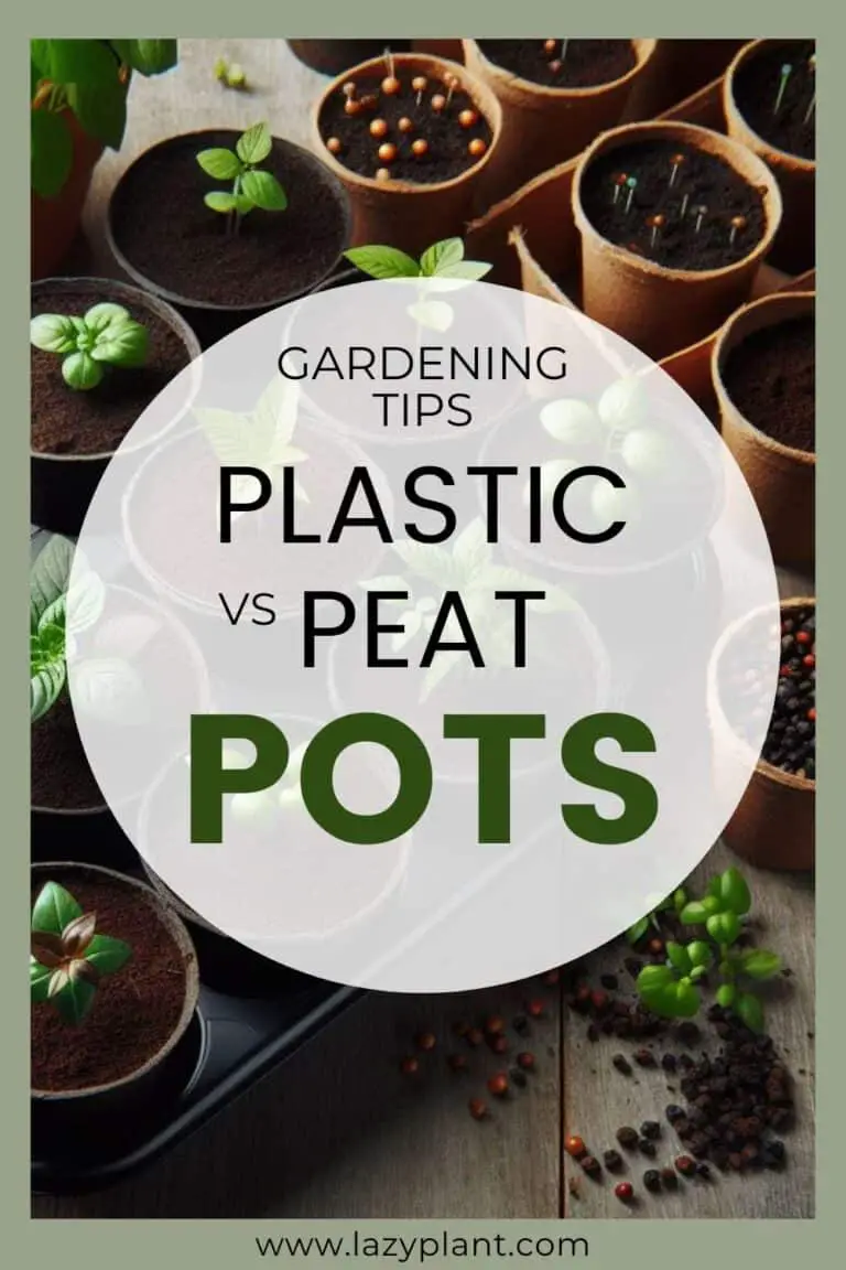 Plastic vs Peat vs Ceramic Nursery Pots - LazyPlant