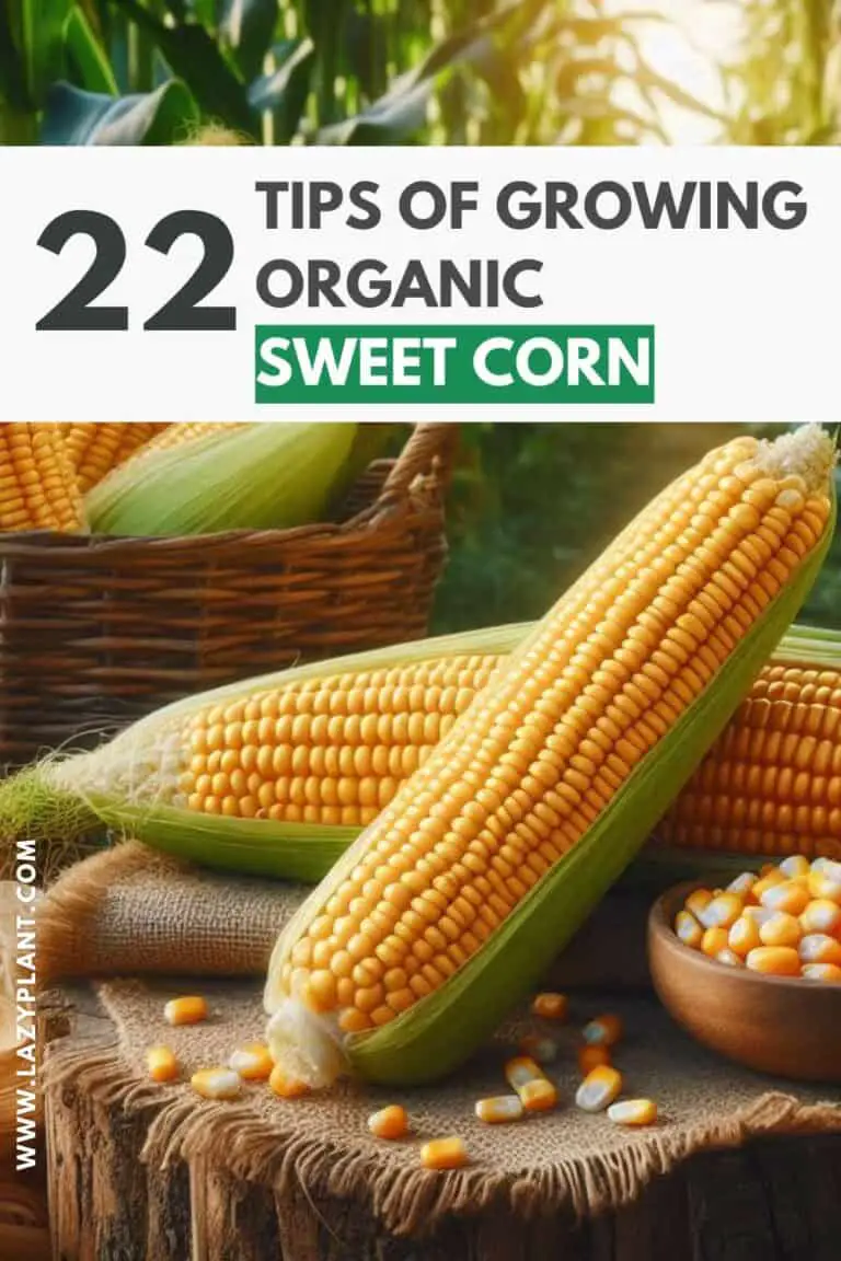 Sweet Corn: How to Grow this Survival Food? [Complete Guide] - LazyPlant