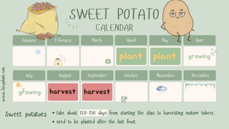 How to Grow Sweet Potatoes? [Complete Guide] - LazyPlant