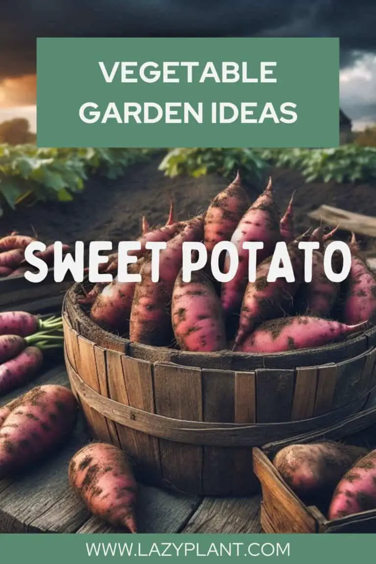 How to Grow Sweet Potatoes? [Complete Guide] - LazyPlant