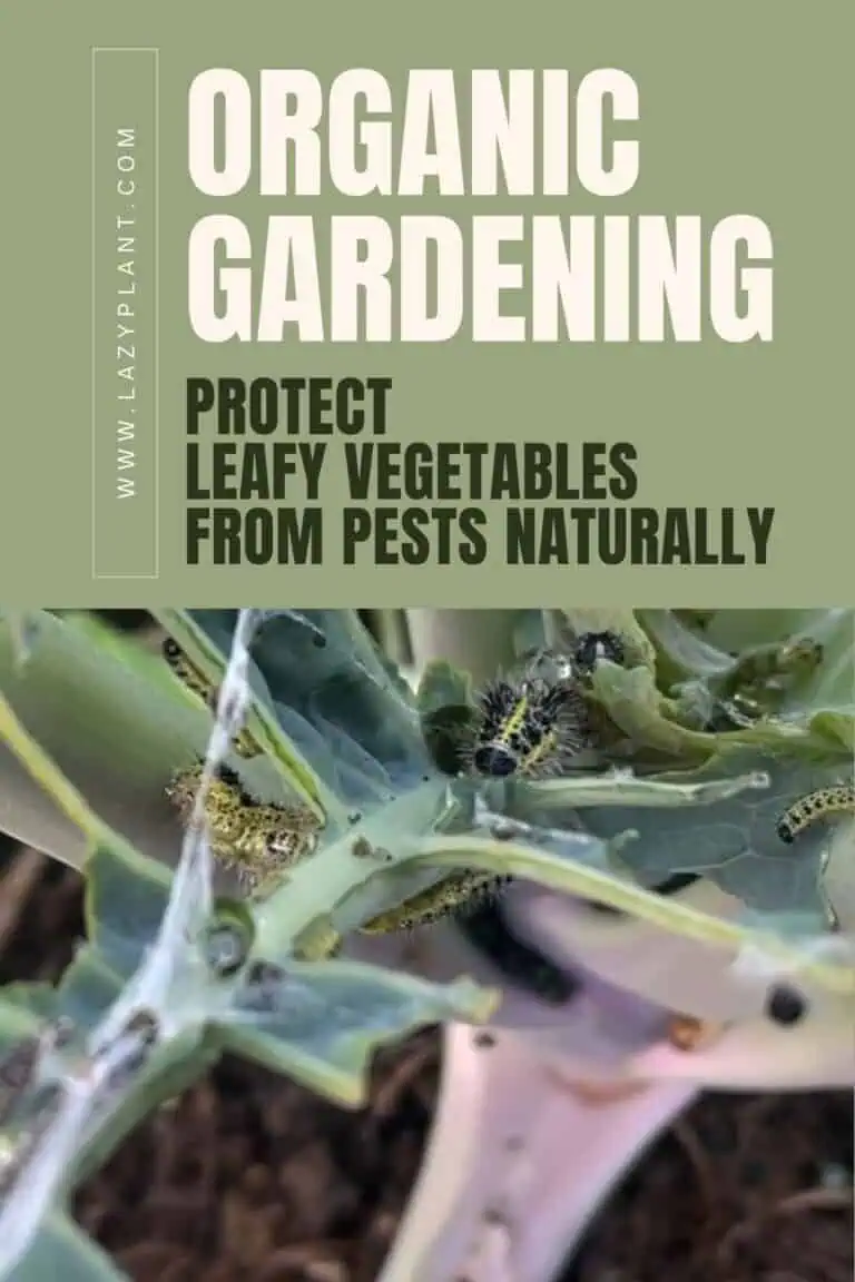 How to protect Cabbage & other Leafy Vegetables from Pests? - LazyPlant