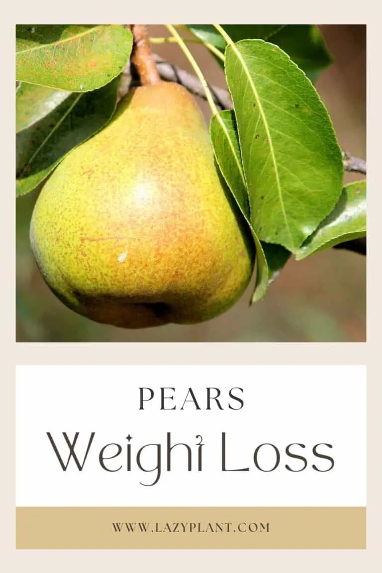 How to eat Pears to fit in the Mediterranean Diet? - LazyPlant